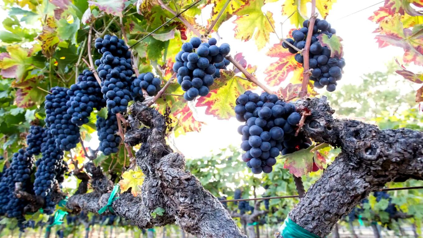 Home New - Corban OneSource